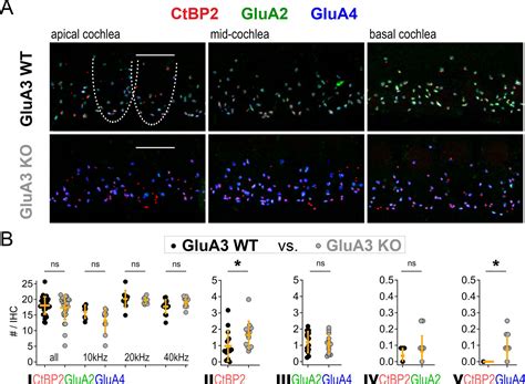 Glua3 Subunits Are Required For Appropriate Assembly Of Ampar Glua2 And