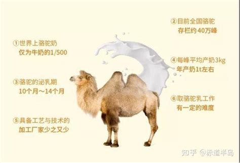 新疆驼奶为什么好不老奇迹驼奶粉真的值得购买吗 知乎