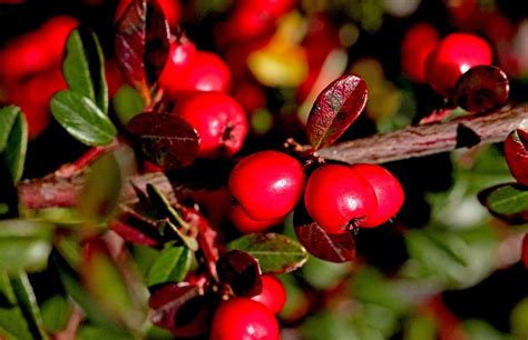 Great Shrubs For Fall Color Dear Plants Great Shrubs For Fall Color Dear Plants