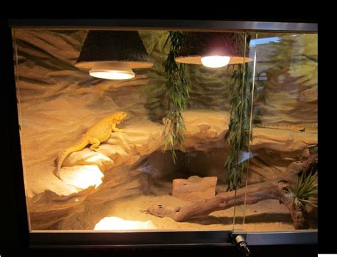 10 Creative Bearded Dragon Enclosure Ideas To Try In 2022 Artofit
