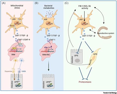 张劲松研究组和陈受宜研究组发现水稻中胚轴和胚芽鞘调控机制中国科学院遗传与发育生物学研究所