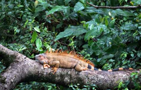 Explore Our Costa Rica Puerto Viejo Tailor Made Tours
