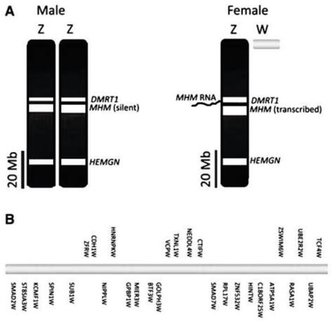 Comparison Of Sex Determination In Vertebrates Nonmammals IntechOpen