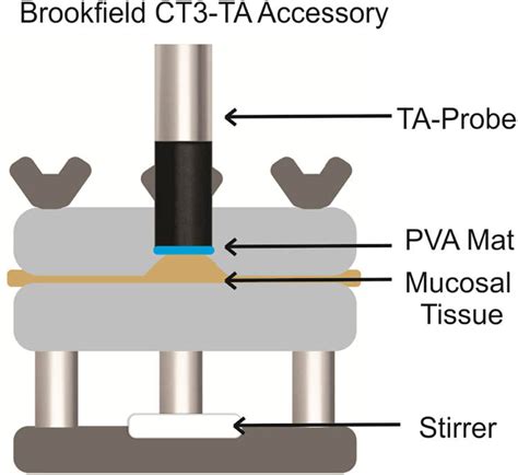 Schematic Representation Of The Adhesive Test Download Scientific