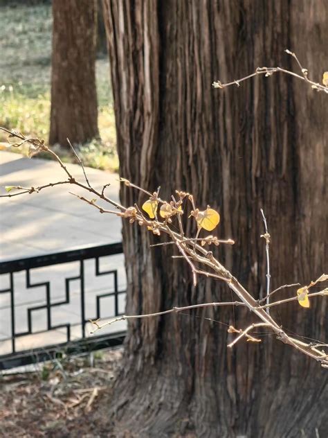 中文学院中文学院成功举办值此青绿不负春约国家植物园之旅 校团委