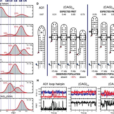 A Schematic Dna Design For The Smfret Analysis Of Cag Repeat