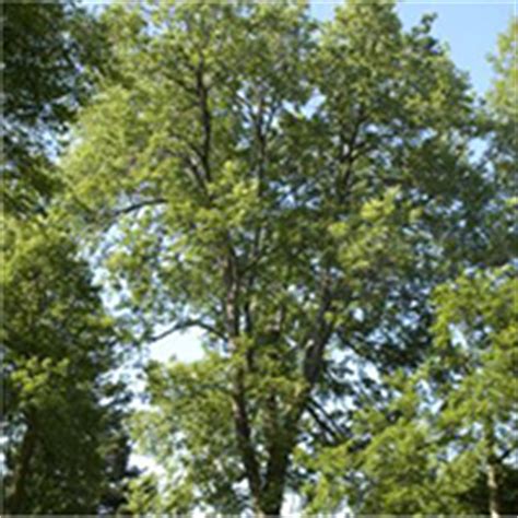 Northern Hackberry Ontario Ca