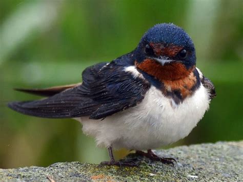 観察メモ野鳥紀ツバメ