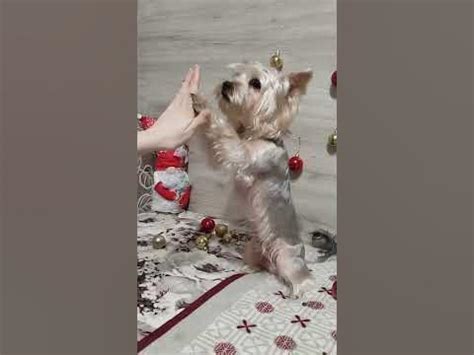 Дай лапу, друг. - YouTube