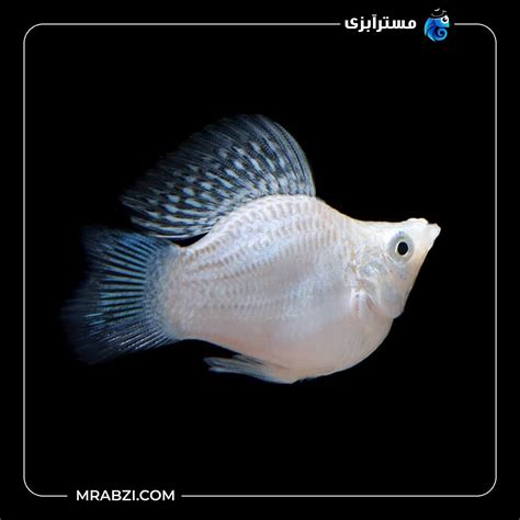 خرید قیمت مولی بالن سفیدmolly Fish جفت مسترآبزی Mrabzi فروشگاه