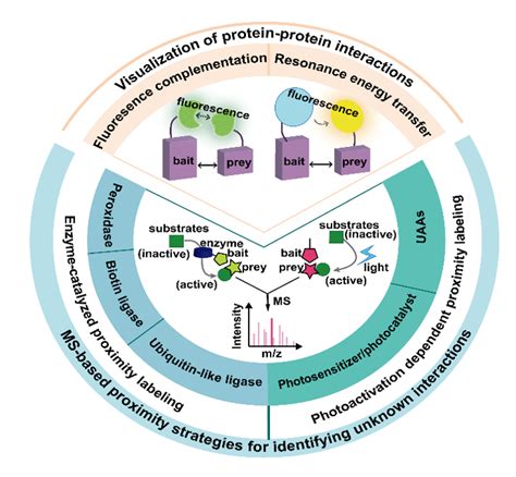 44 Journal Cover Chemical And Biological Strategies For Profiling