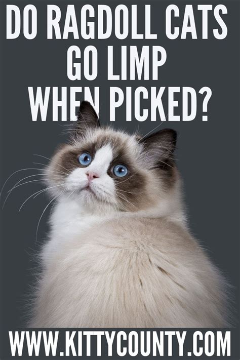 Do Ragdoll Cats Go Limp When Picked Up Do Ragdoll Cats Really Ragdoll In 2023 Ragdoll Cat