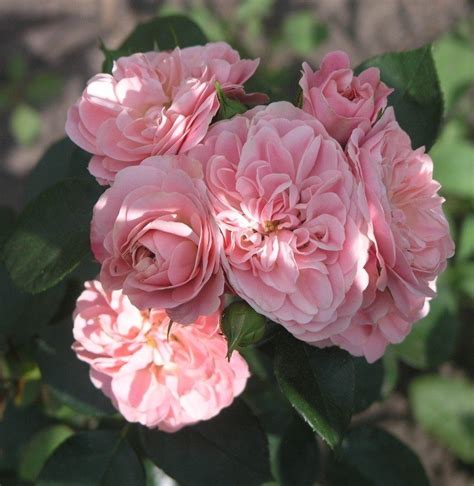 Саженцы штамбовой розы байландо купить в Москве по цене от 3690 рублей