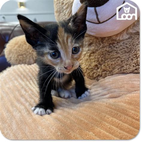 코리안숏헤어 오스 책임분양 웰시코기 치와와 닥스훈트 고양이입양 요크셔테리어 토이푸들 유기견보호소 러시안블루 강아지무료분양 유기견무료분양 유기묘입양 유기묘무료분양