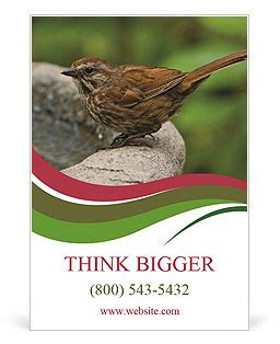Melospiza Melodia Watch Song Sparrow Enjoying Birdbath Ad Template
