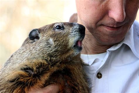 Snerd From Garner North Carolina — Groundhog Day