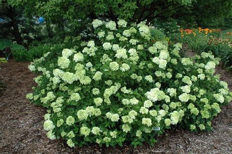 Dwarf Limelight Hydrangea