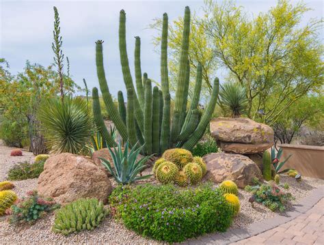 Desert Plants Names And Pictures Artofit