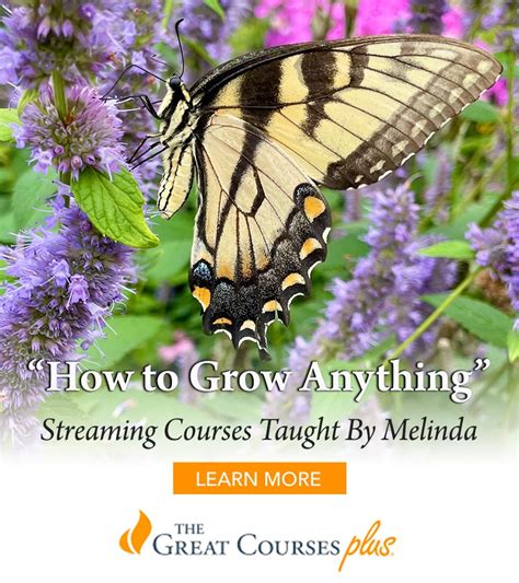 Branches Dying Back On Cotoneaster Melinda Myers