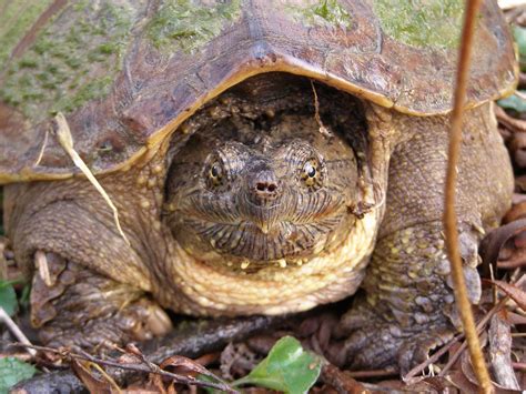 Blue Jay Barrens Snapping Turtle