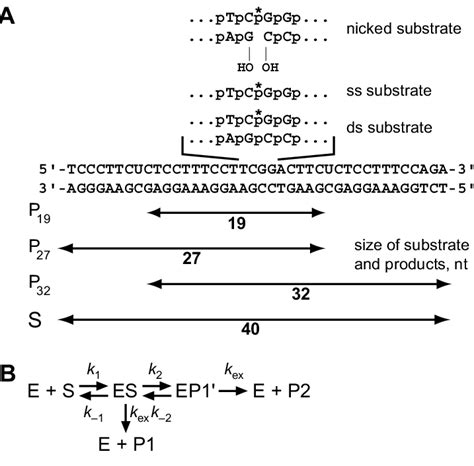 General Scheme Of The Experiment A Structure And Lengths Of The Dna