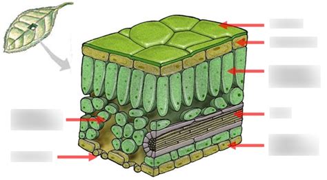 Plant Tissue Diagram Quizlet