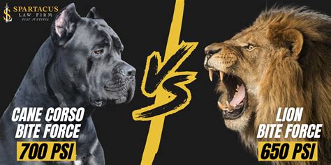 Is Cane Corso Bite Force Vs Lion