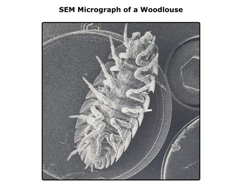 Scanning Electron Microscope Specimen