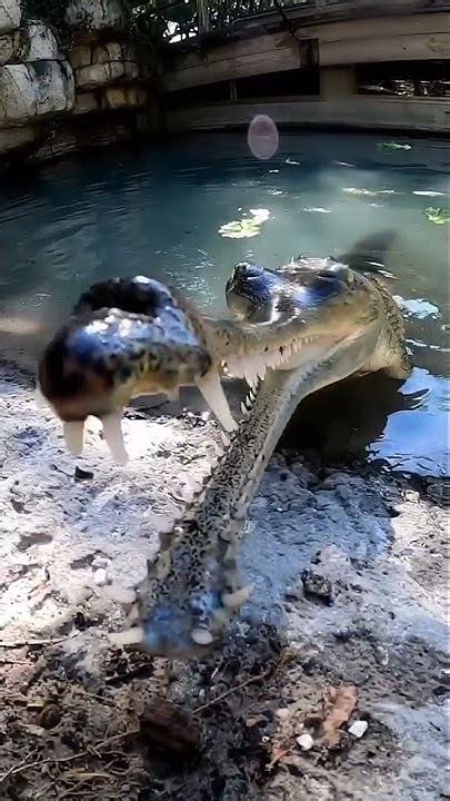 실제로 악어 입 앞에 다가간다면 Youtube