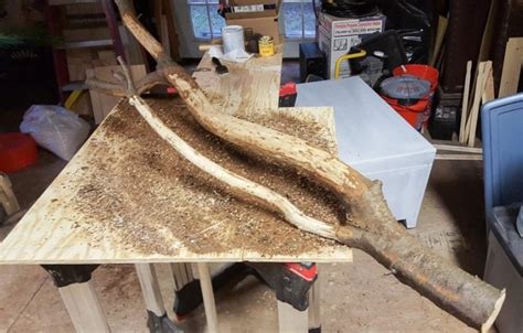 Cat Lovers Learn How To Make A DIY Cat Tree Using Real Branches