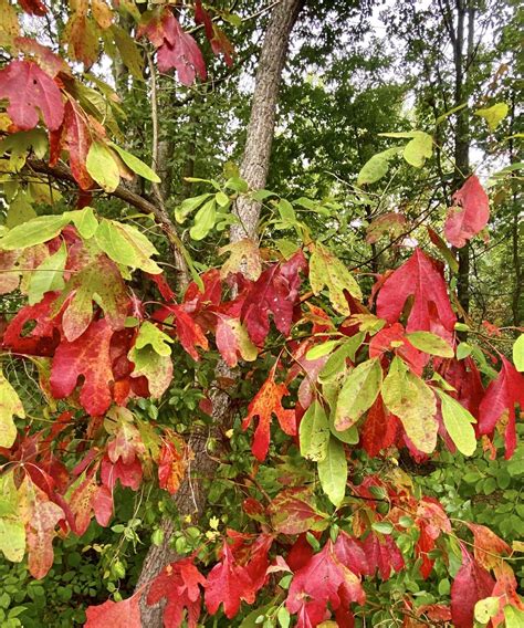 How To Grow Sassafras Expert Native Tree Advice Homes And Gardens