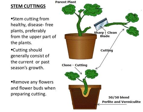 How To Propagate Plants With Stem Cuttings