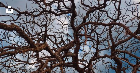 나뭇잎이없고 배경에 푸른 하늘이있는 나무 사진 Unsplash의 무료 나무 이미지