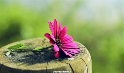 عکس پس زمینه کامپیوتر کیفیت بالا