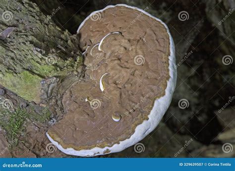 Ganoderma Applanatum Is Parasitic And Saprophytic And Grows As A Mycelium Within The Wood Of