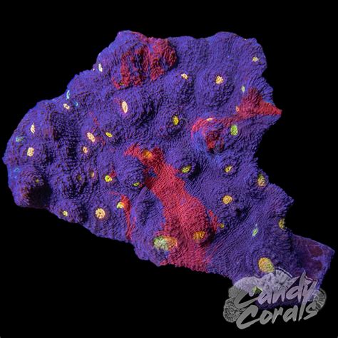 Chalice Page 3 Candy Corals