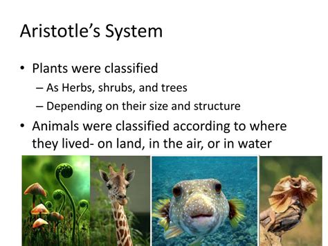 Aristotle System Of Classification At Victoria Thomason Blog