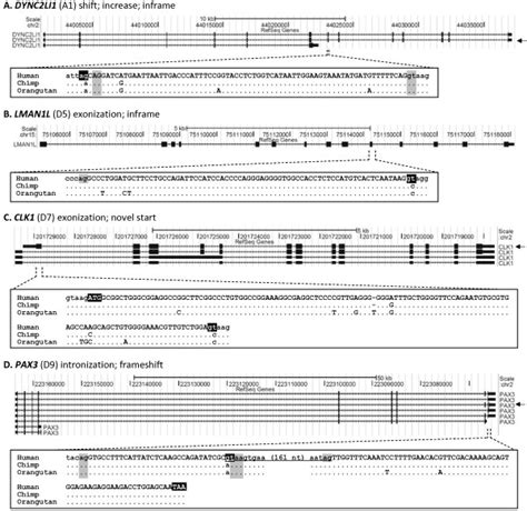 Examples Of Human Specific Protein Coding Exons With Novel Splice