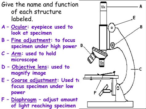 Function Of Ocular Lens In Compound Microscope At Keira Woolley Blog