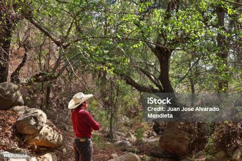 카우보이 모자를 쓴 남자가 숲 속에 서서 농업에 대한 희망으로 하늘을 바라보고 있다 산소에 대한 스톡 사진 및 기타 이미지 산소 30 34세 감정 Istock