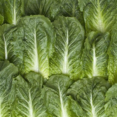 Types Of Lettuce Different Varieties Of Lettuce Types Of Lettuce And