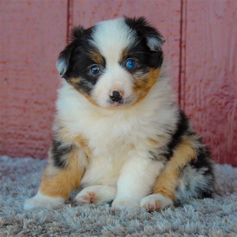 Mini Australian Shepherd My Aussie Pups