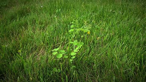 Complete Guide To Black Locust Tree What You Need To Know Growit