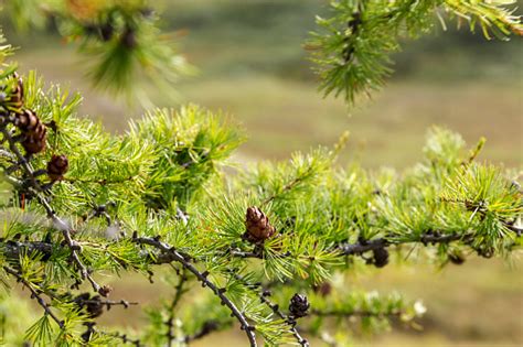 툰드라에가 모스 배경가 색에 노란색 가문비나무 지점 툰드라 숲툰드라의 Russiabeautiful 풍경 0명에 대한 스톡 사진 및 기타 이미지 Istock