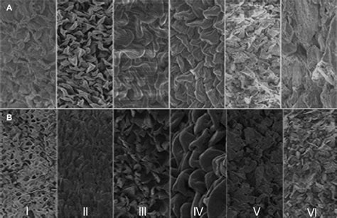Scanning Electron Micrographs Showing The Variation In The Cellular Download Scientific Diagram
