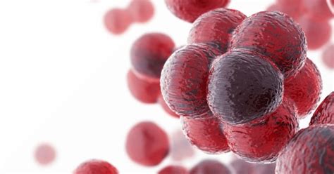 젊은 쥐 혈액 공유한 늙은 쥐 수명 연장됐다 연구