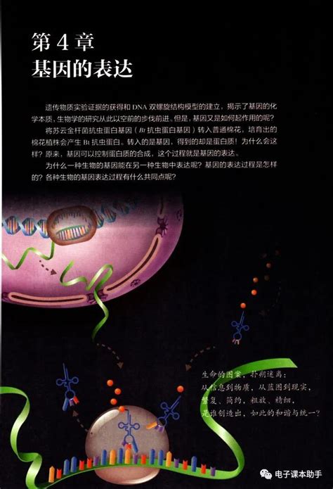 新教材人教版高中生物必修第二册电子课本高清PDF版 资源 商业行为 任何理由