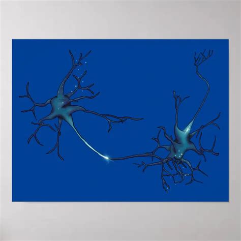 Synapse Between Neurons Neuroscience Neuron Poster Zazzle