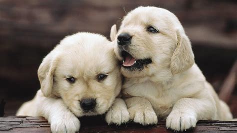 Cute Dogs Wallpapers 4k Hd Backgrounds On Wallpaperbat