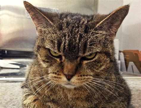 Наглой кошки картинки и фото Koshka Top